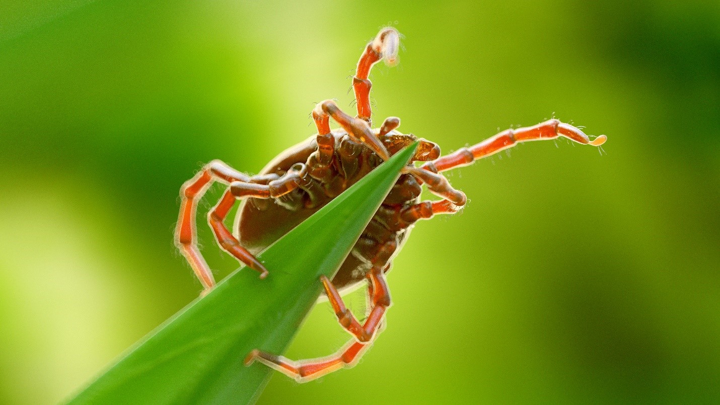 Tick on Grass 123rf – Rockwell Labs Ltd