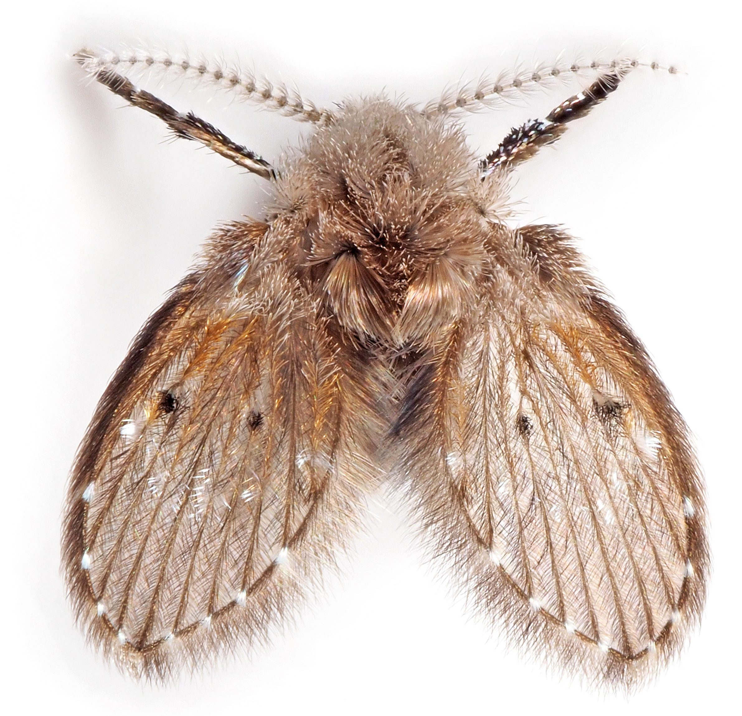 Macro Photo of Moth Fly Isolated on White Background with Space ...