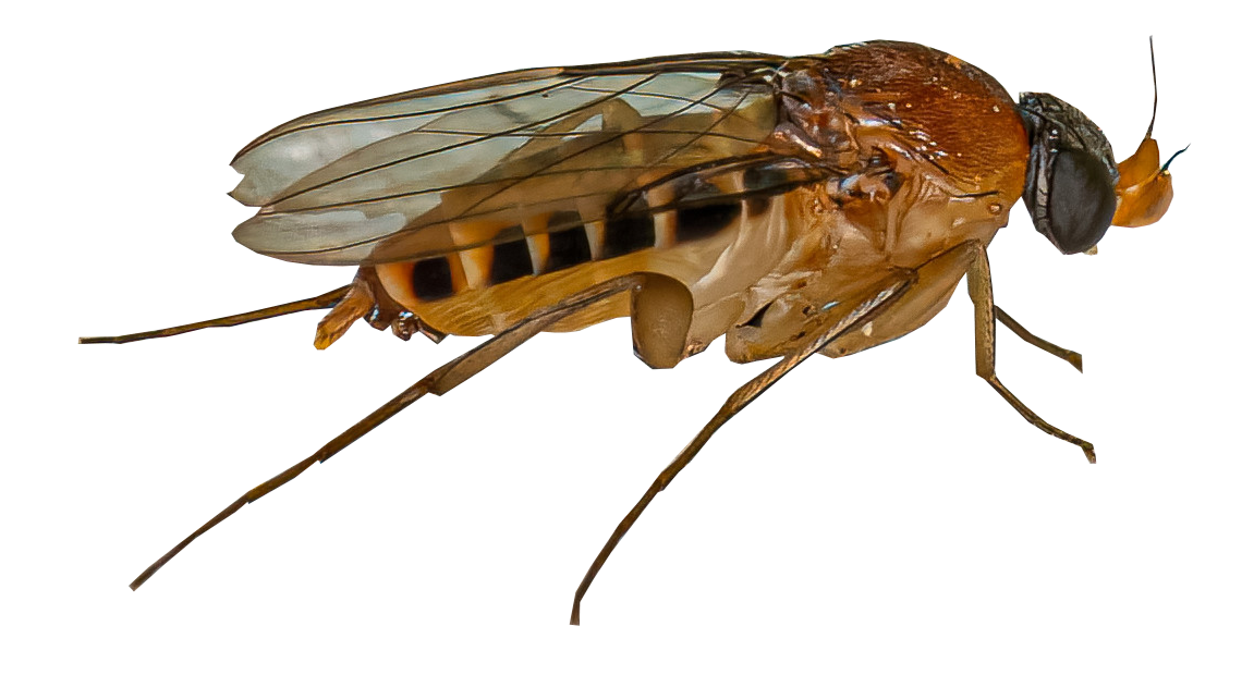 phorid fly – Rockwell Labs Ltd